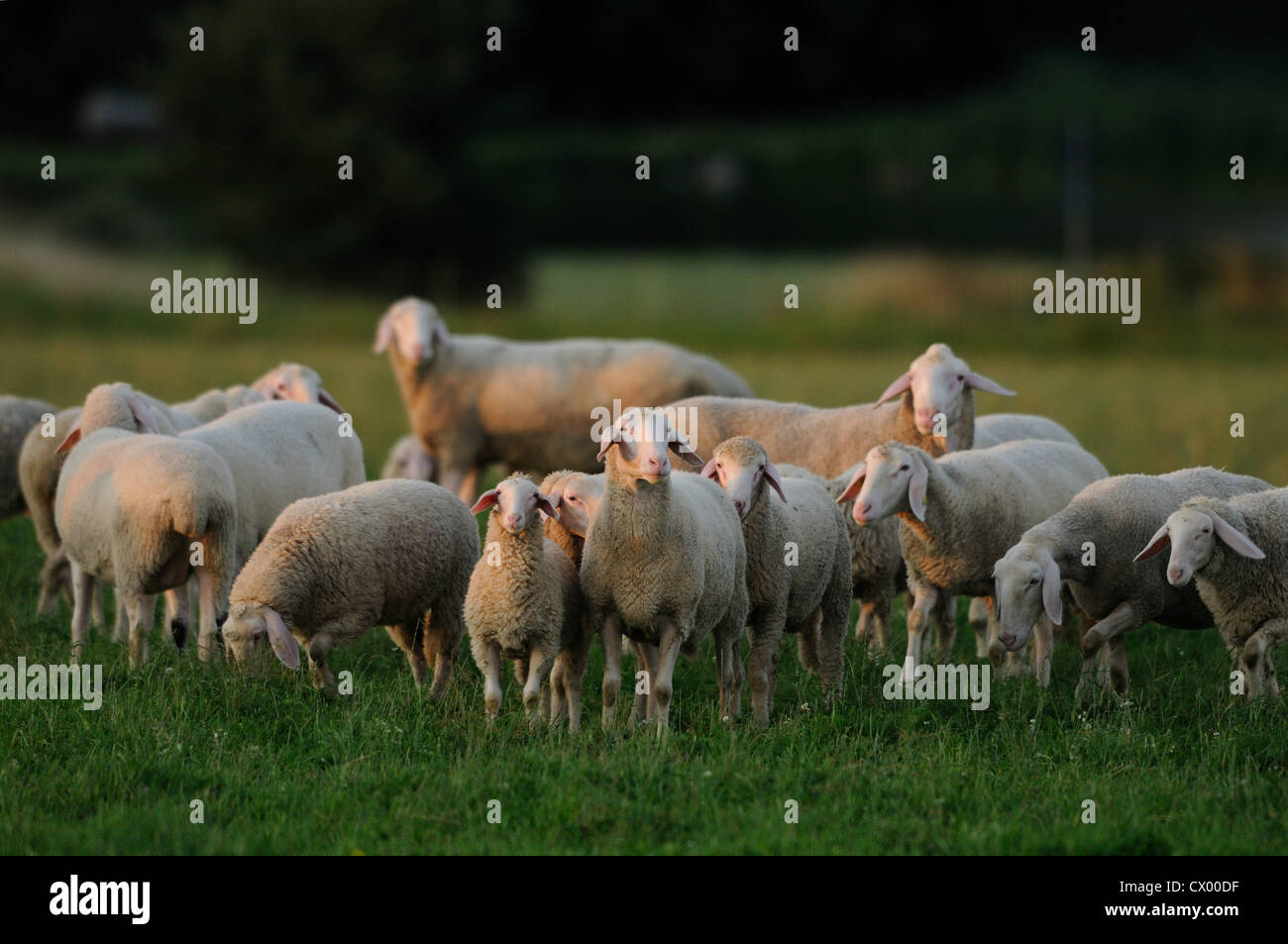 Flock of sheep standing on pasture Stock Photo - Alamy