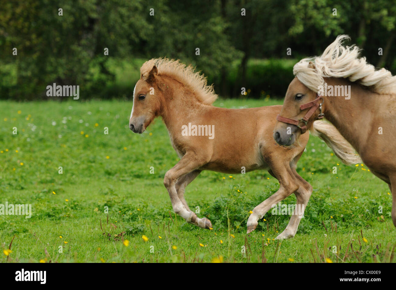 Two Welsh Ponies running on paddock Stock Photo - Alamy