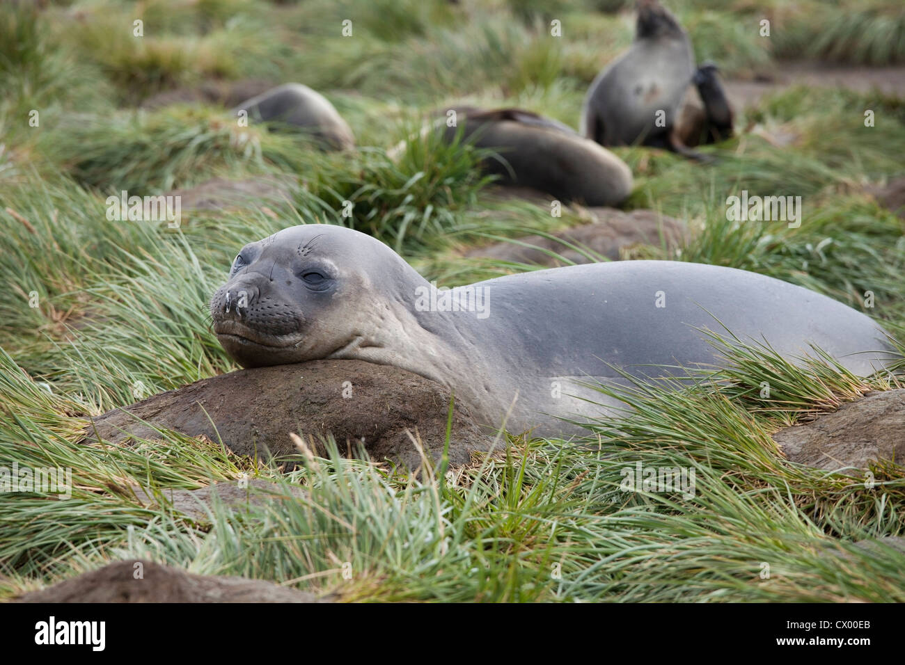 Female south elephant seal hi-res stock photography and images - Alamy