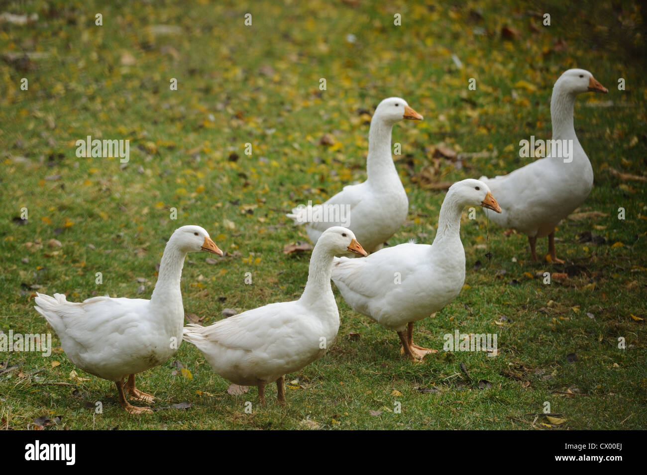 Five geese on meadow Stock Photo - Alamy