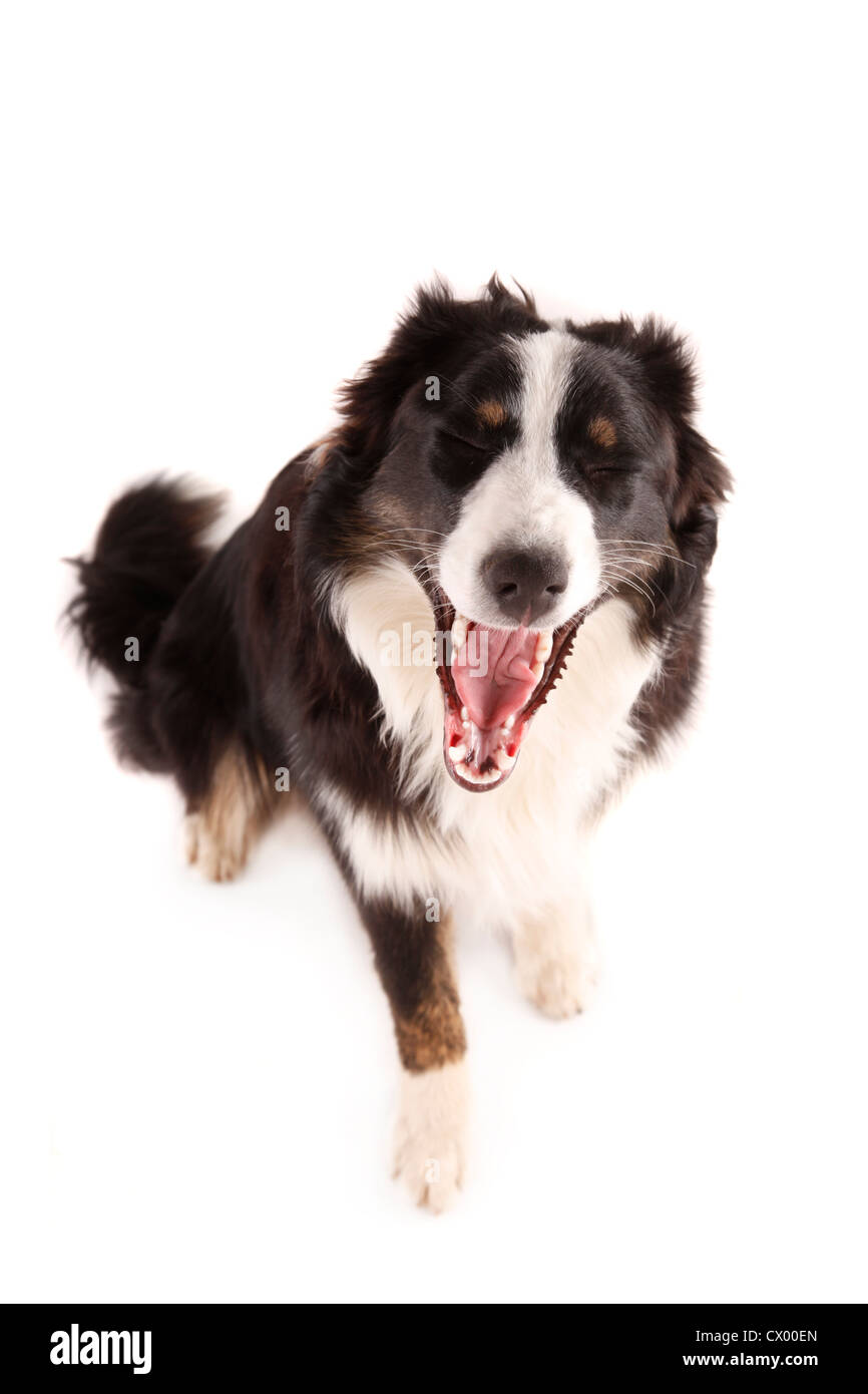 Mongrel dog yawns hi-res stock photography and images - Alamy