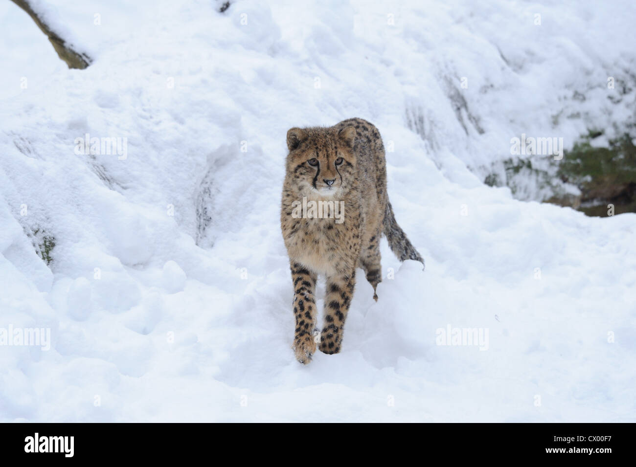 Cheetah in snow hi-res stock photography and images - Alamy