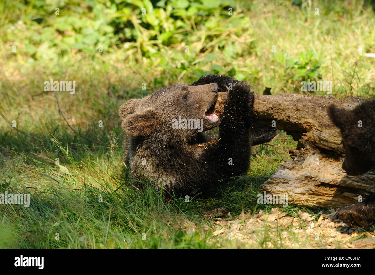 Young brown bear (Ursus arctos) biting on tree stump Stock Photo - Alamy