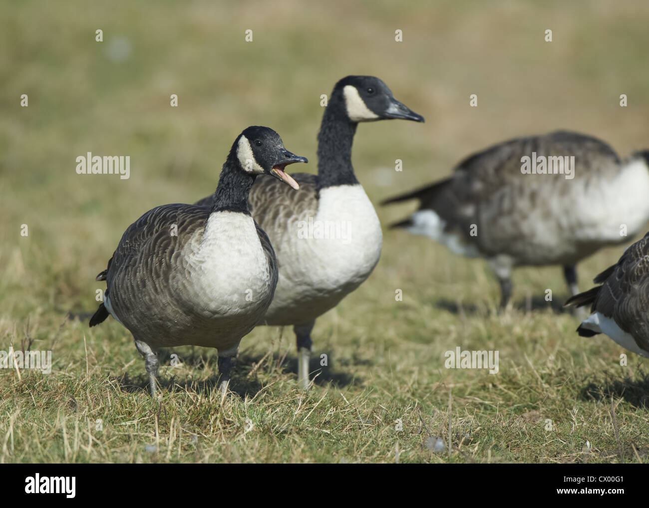 Canada Goose feeding Stock Photo - Alamy