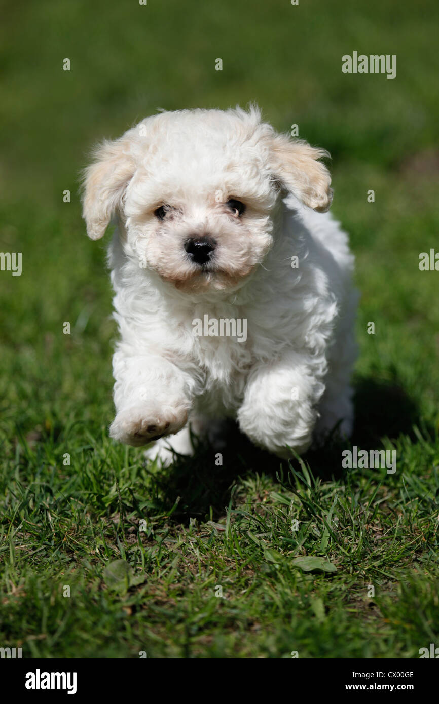 Bolognese pup hi-res stock photography and images - Alamy