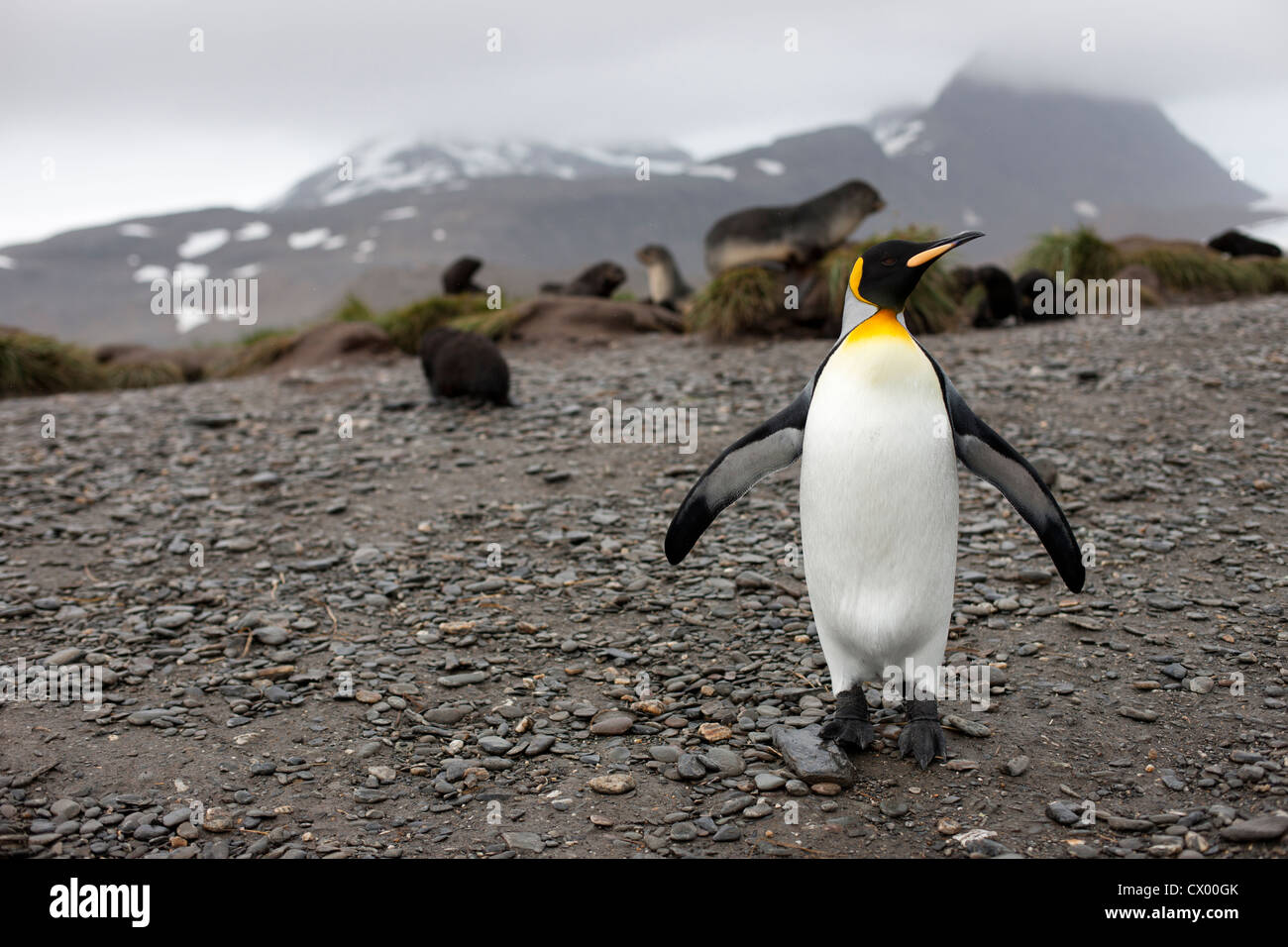 King Penguin (Aptenodytes patagonicus patagonicus) with Antarctic Fur ...