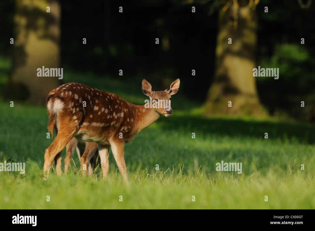 Dybowski's Sika Deer (Cervus nippon hortulorum) on meadow Stock Photo ...
