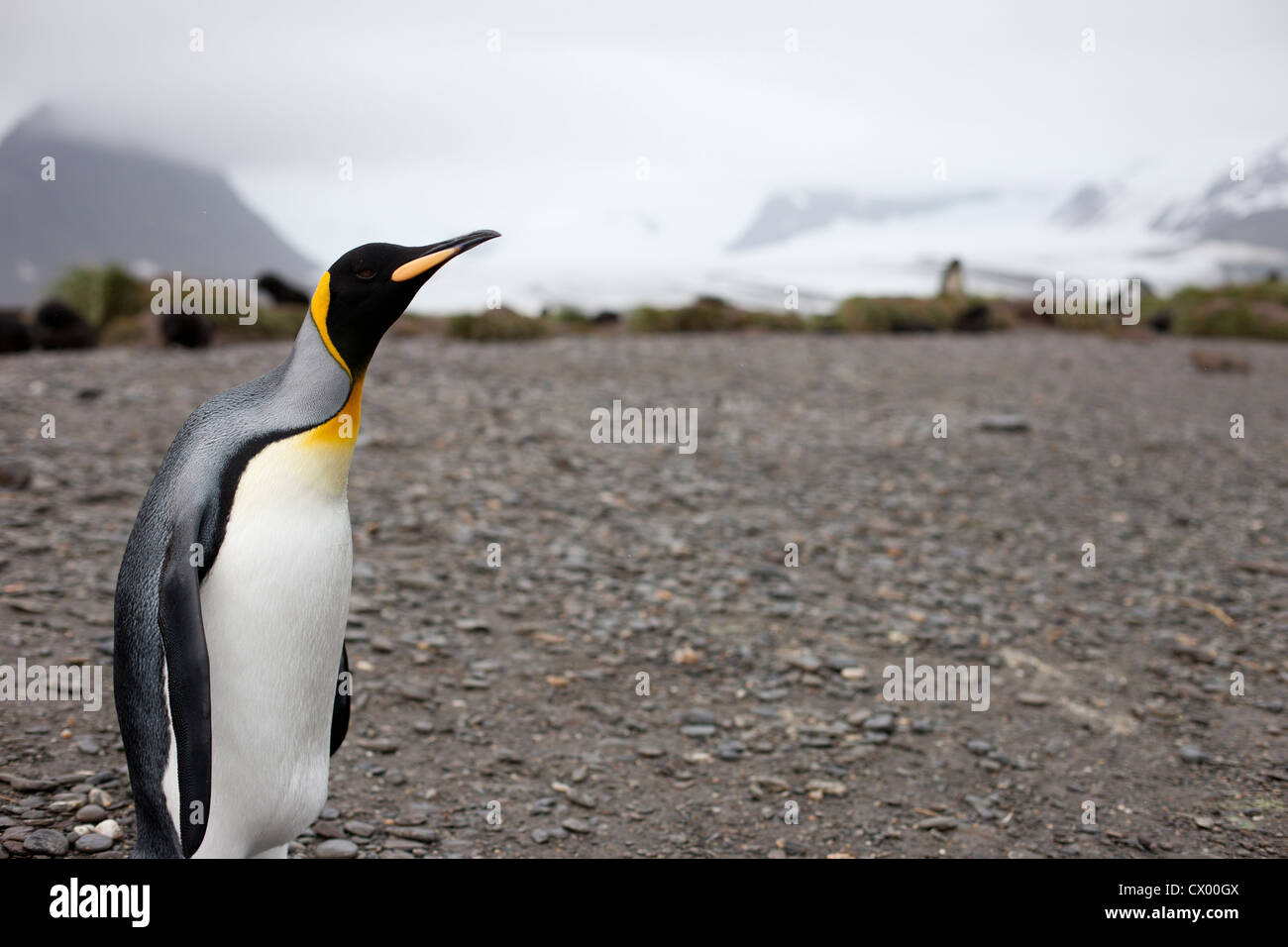 King Penguin (Aptenodytes patagonicus patagonicus) with Antarctic Fur ...
