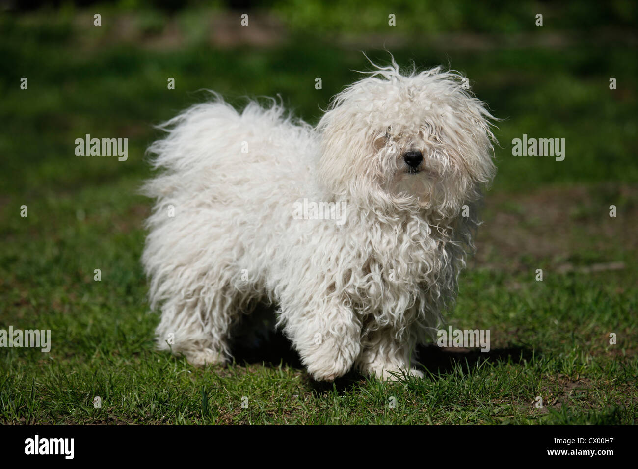 Bolognese dogs hi-res stock photography and images - Alamy
