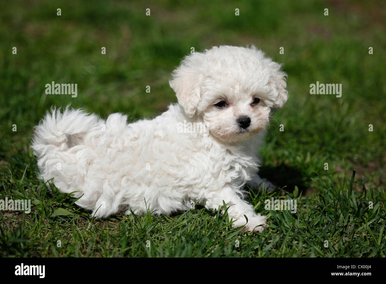 Bolognese dogs hi-res stock photography and images - Alamy