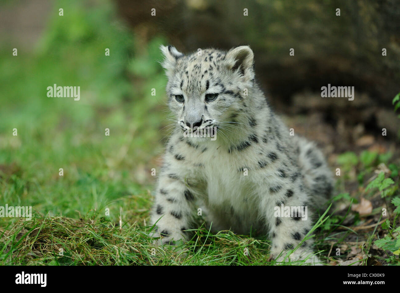 Snow leopard lying down on hi-res stock photography and images - Alamy