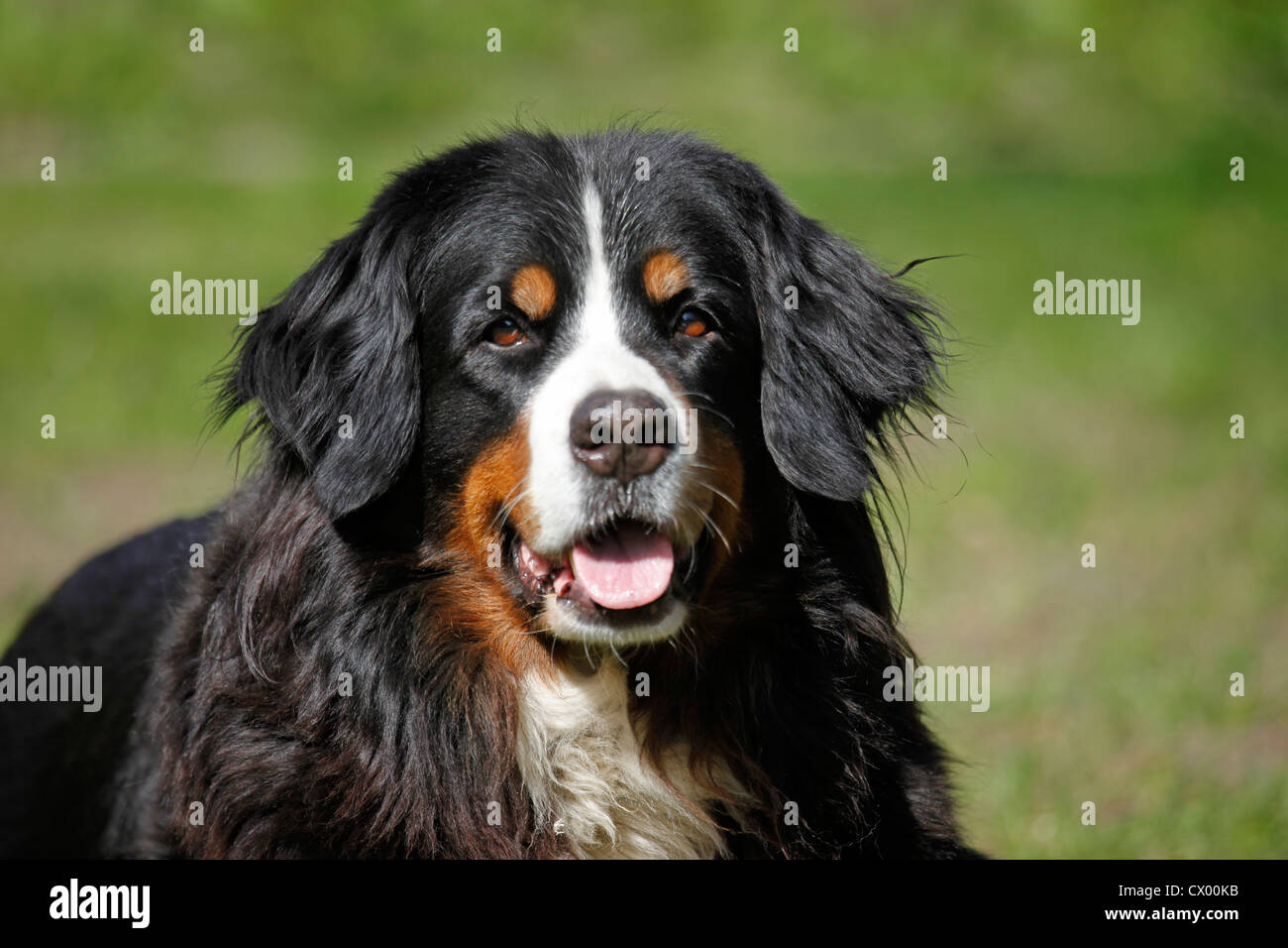 Bernese Mountain Dog Portrait Stock Photo - Alamy