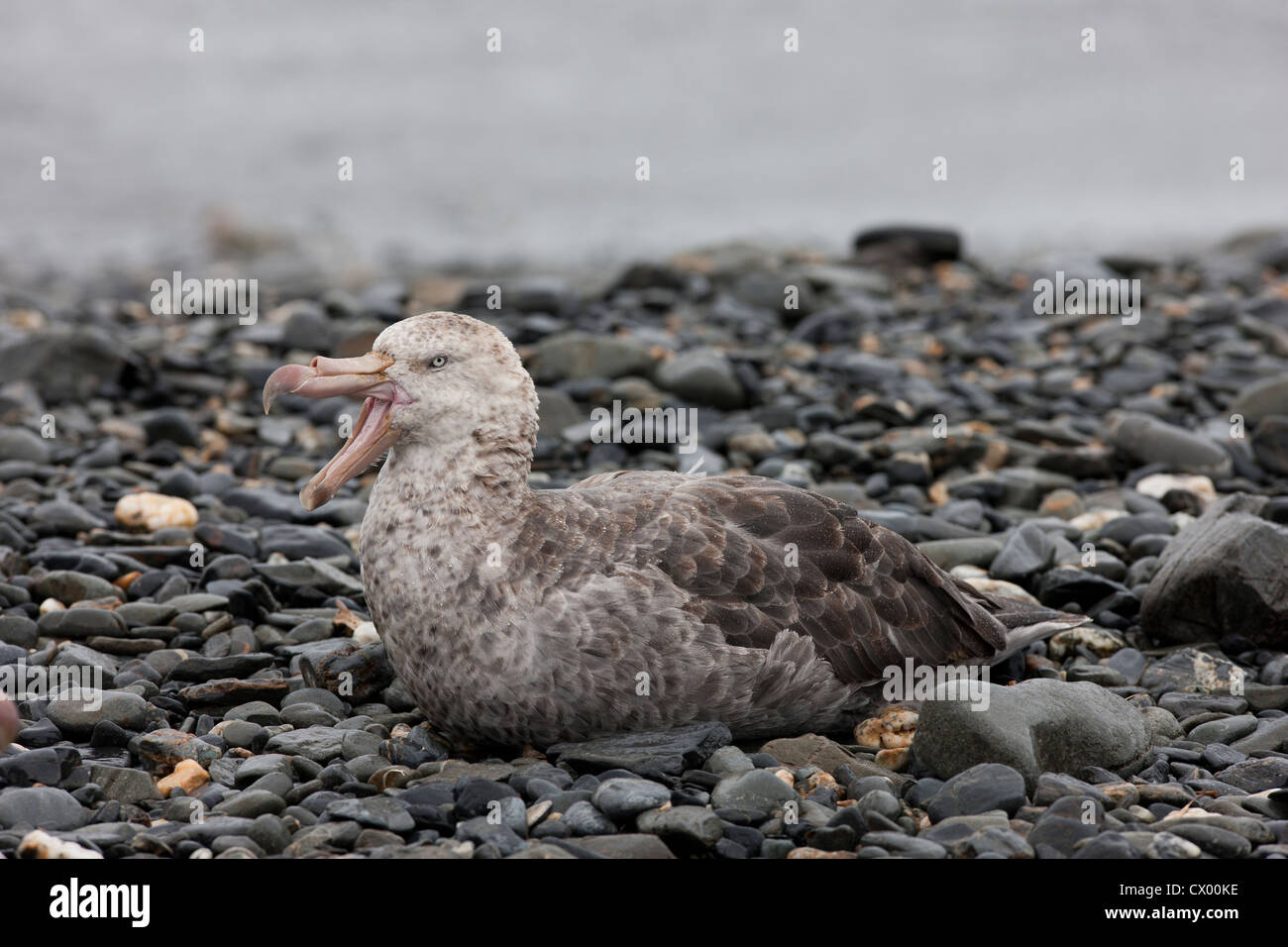 Northern Giant-Petrel (Macronectes halli), adult resting on a beach ...