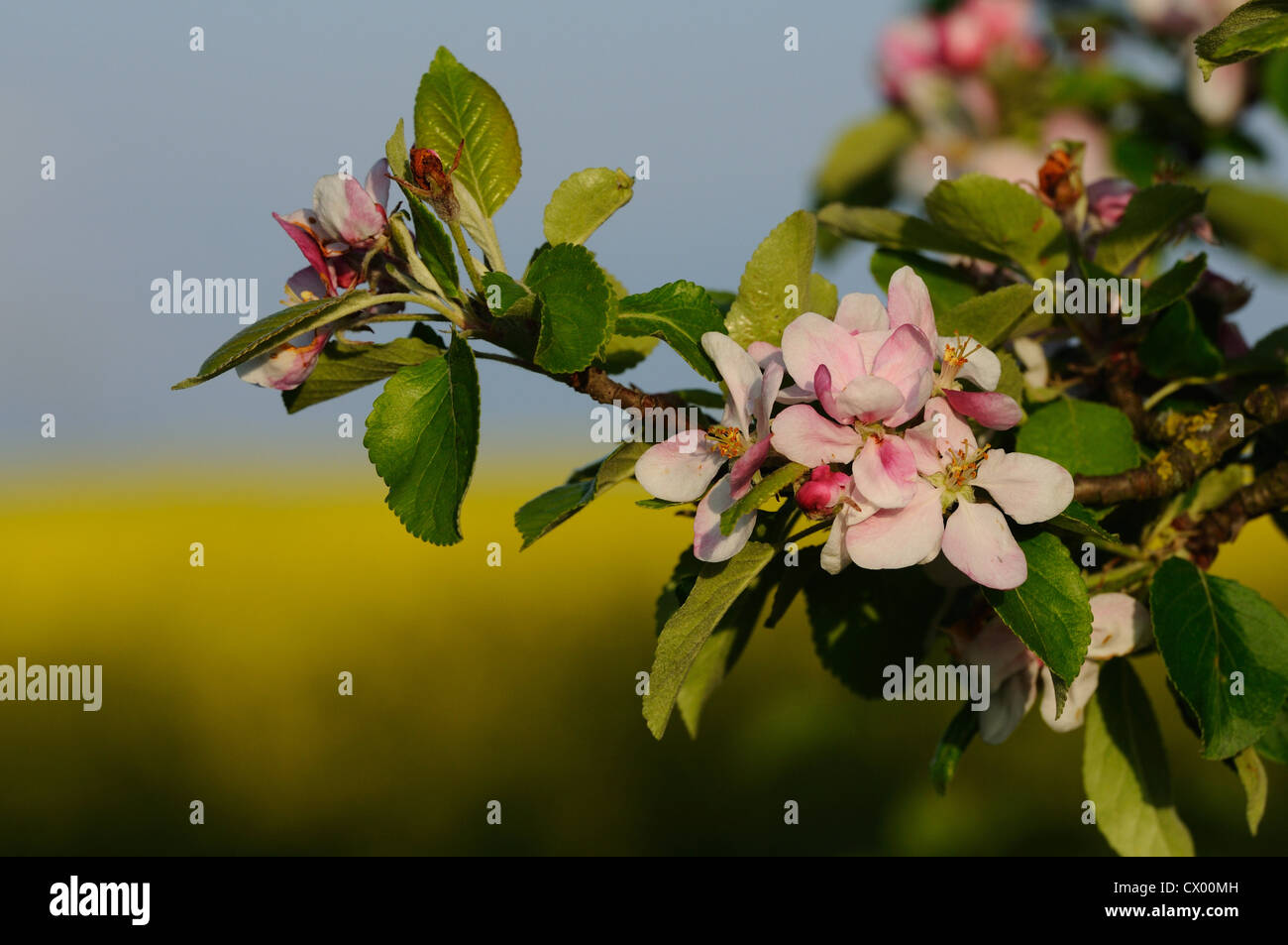 Blooming apple tree Stock Photo - Alamy