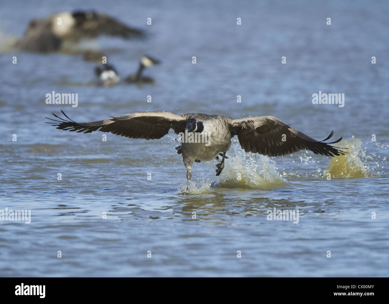 Canada Goose taking off Stock Photo - Alamy