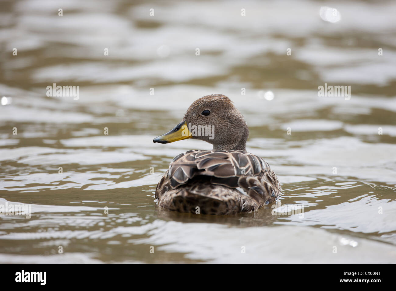 The yellow billed pintail hi-res stock photography and images - Alamy