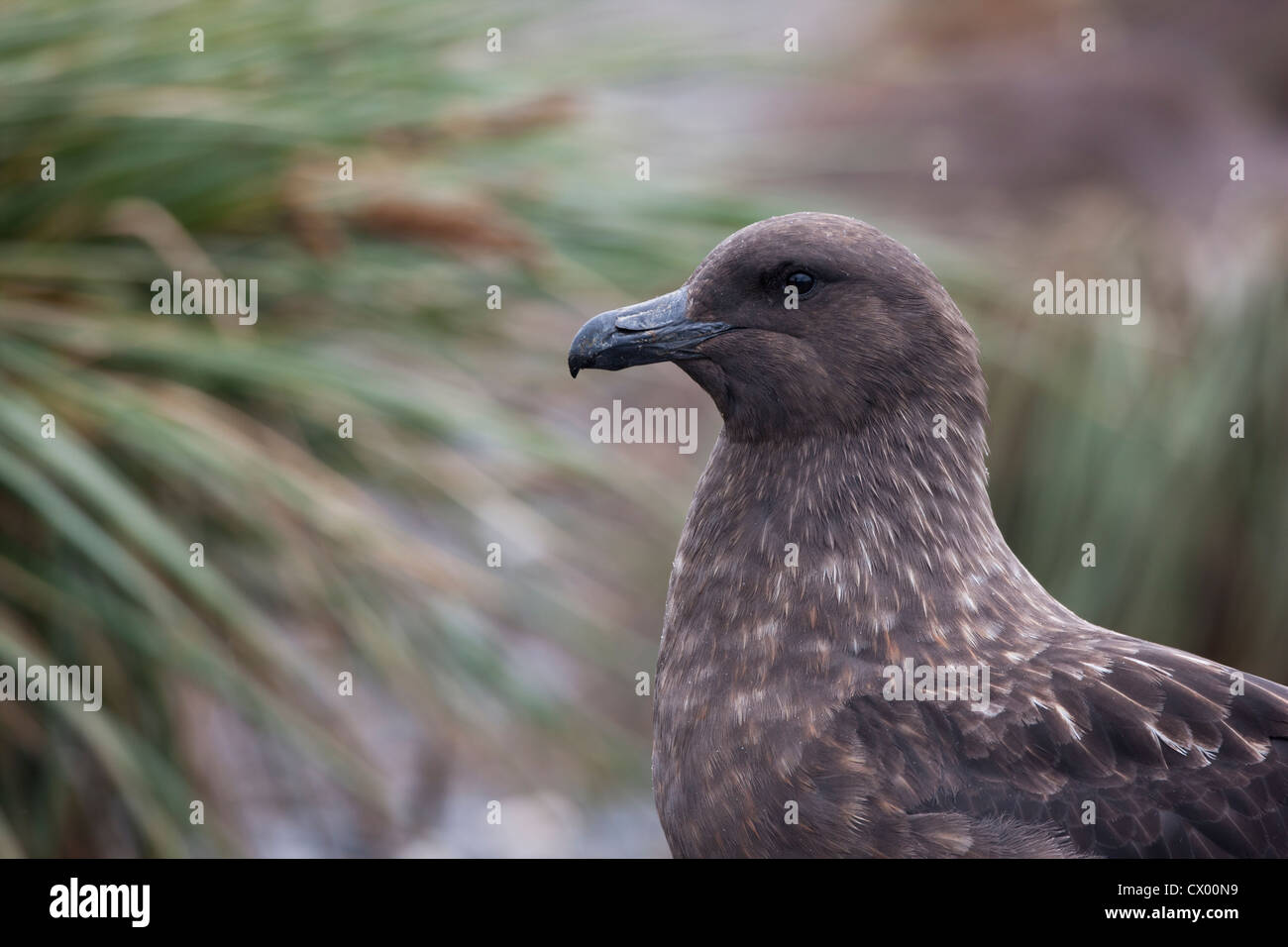 Brown Skua (Stercorarius antarcticus lonnbergi), Subantarctic subspecies, resting in tussock ...