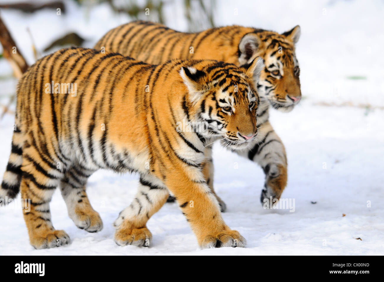Two young Siberian tigers (Panthera tigris altaica) walking in snow Stock Photo - Alamy