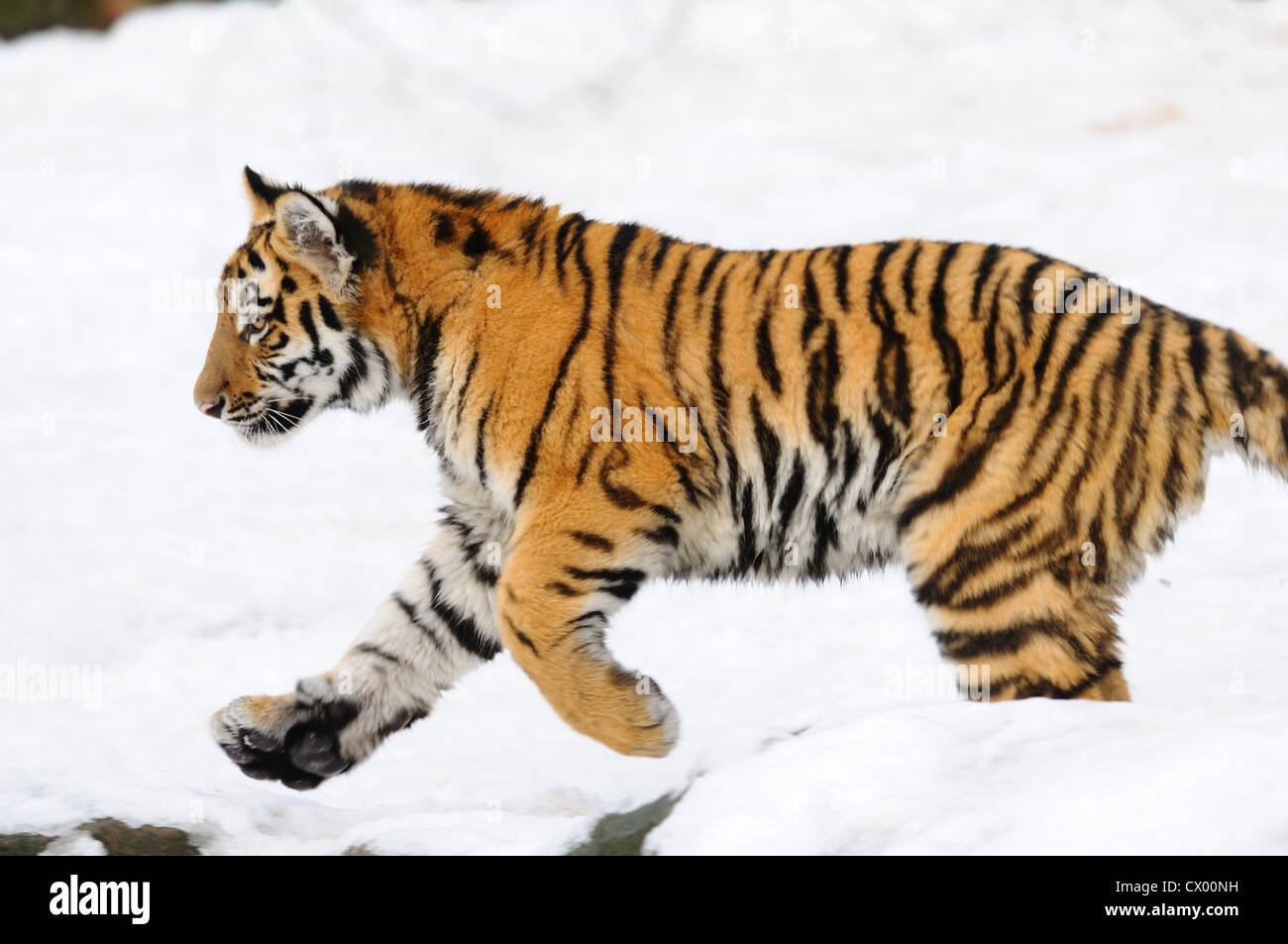 Young Siberian tiger (Panthera tigris altaica) running in snow Stock Photo - Alamy
