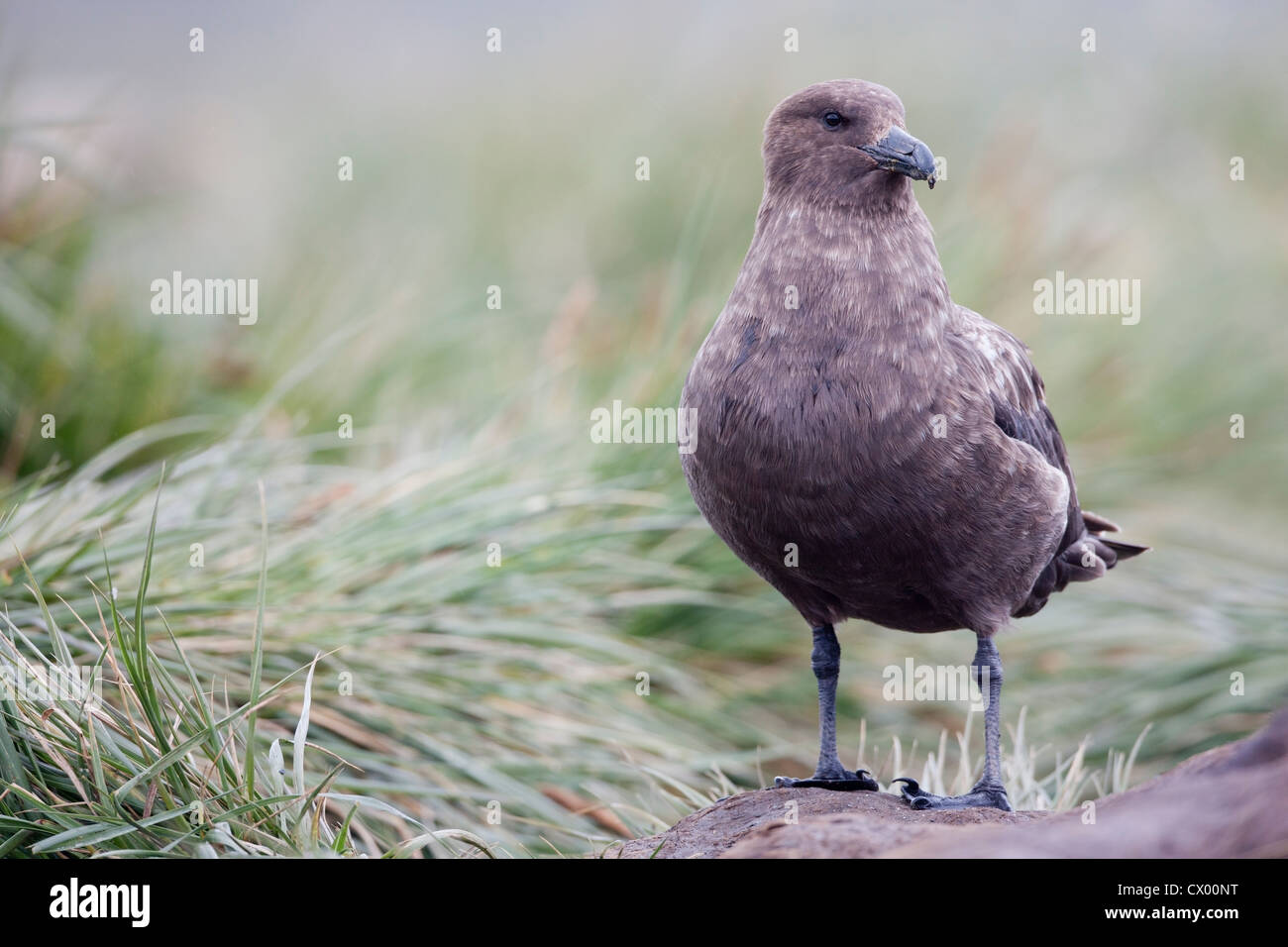 Brown Skua (Stercorarius antarcticus lonnbergi), Subantarctic subspecies, resting in tussock ...
