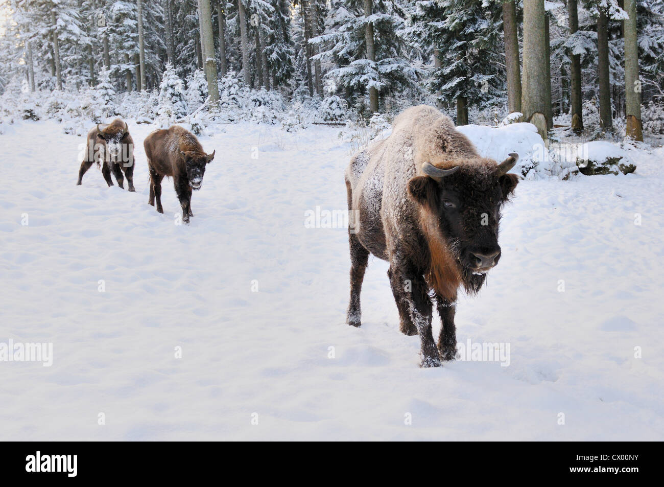 Winter shot bison herd standing hi-res stock photography and images - Alamy