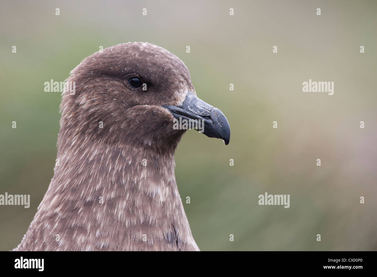 Brown Skua (Stercorarius antarcticus lonnbergi), Subantarctic subspecies, resting in tussock ...