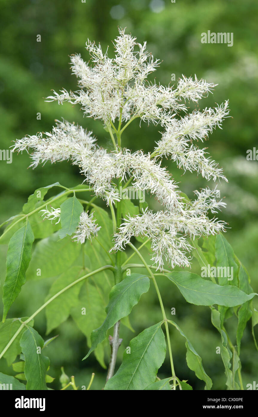 Manna flowering ash tree hi-res stock photography and images - Alamy