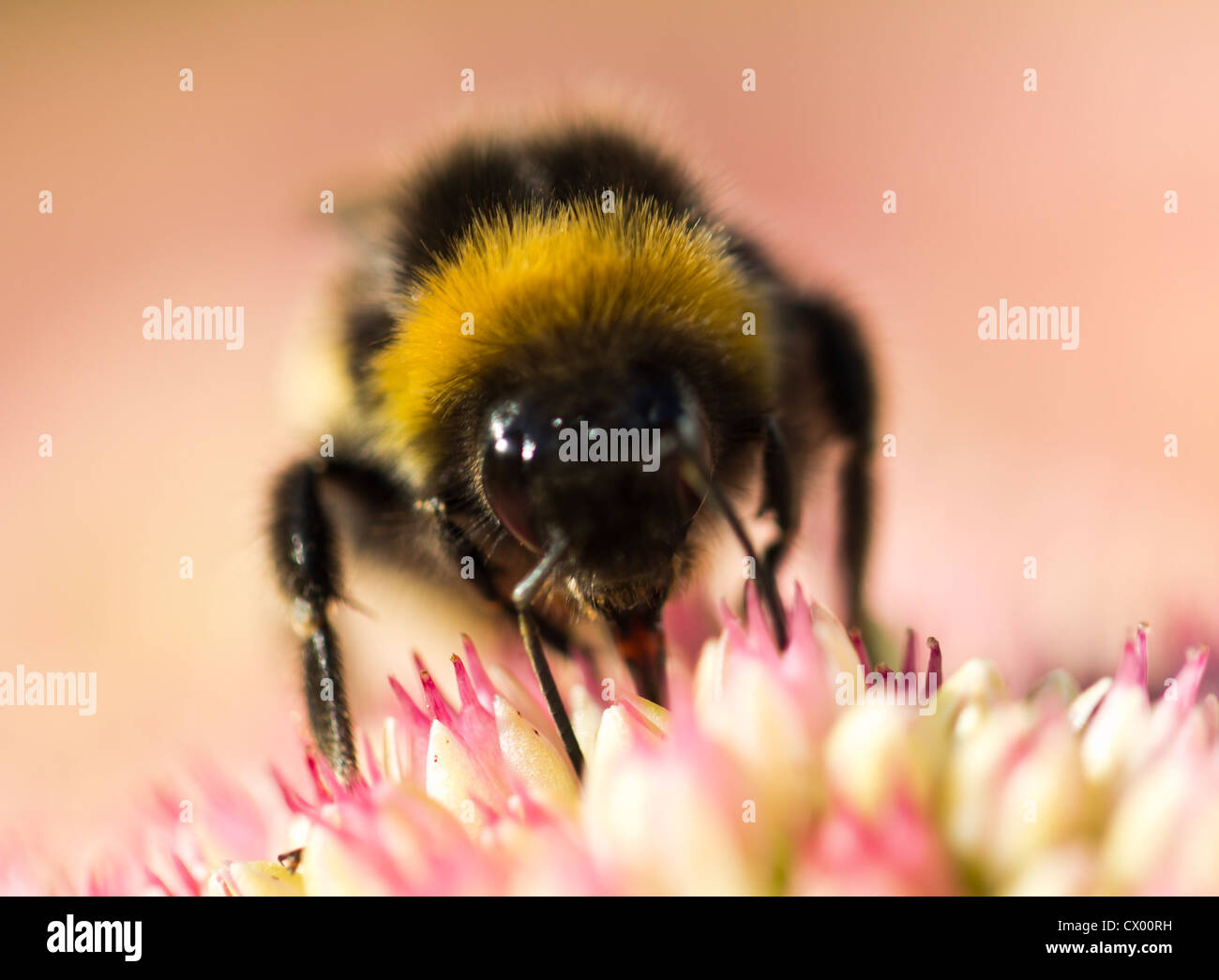 Bumble bee wings hi-res stock photography and images - Alamy