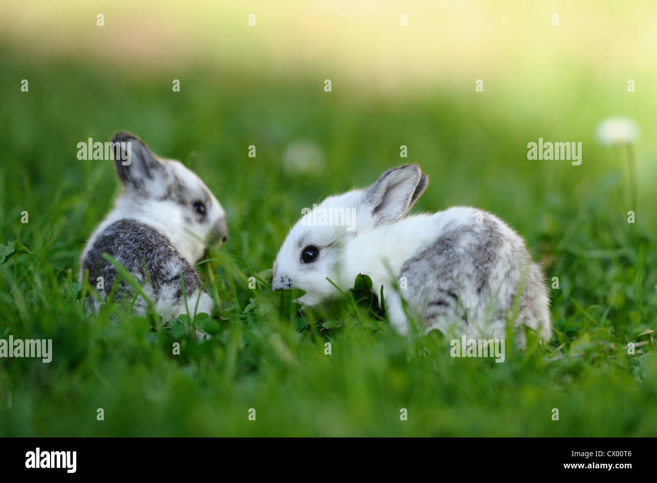 Two young rabbits in grass Stock Photo - Alamy