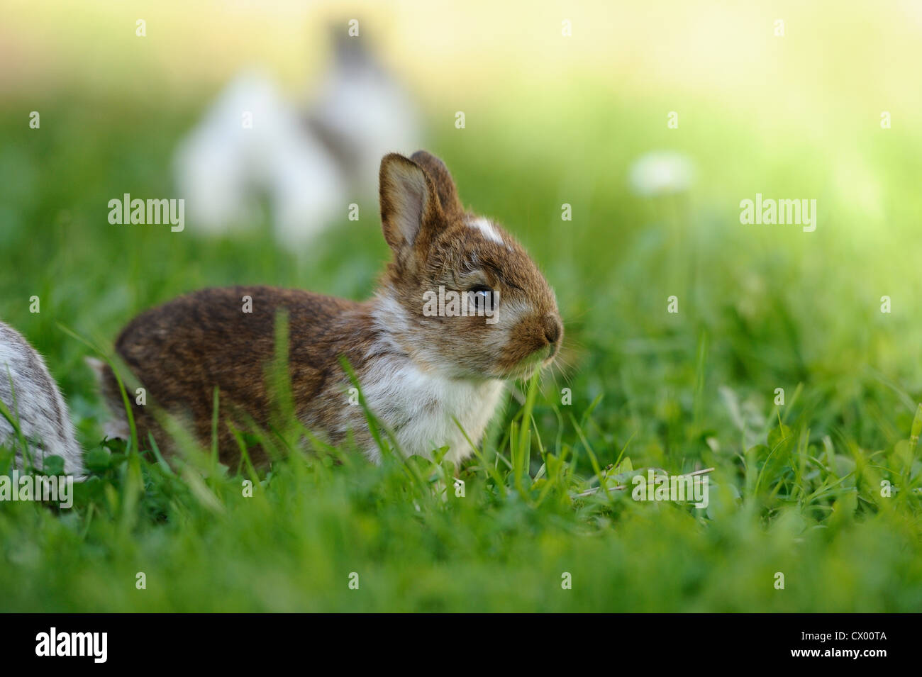 Young rabbit in grass Stock Photo - Alamy