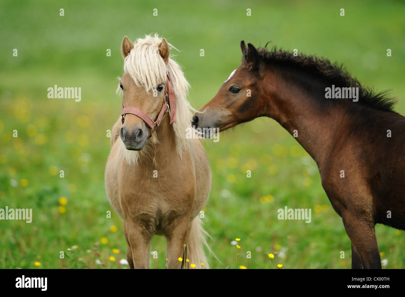Two Welsh Ponies on paddock Stock Photo - Alamy