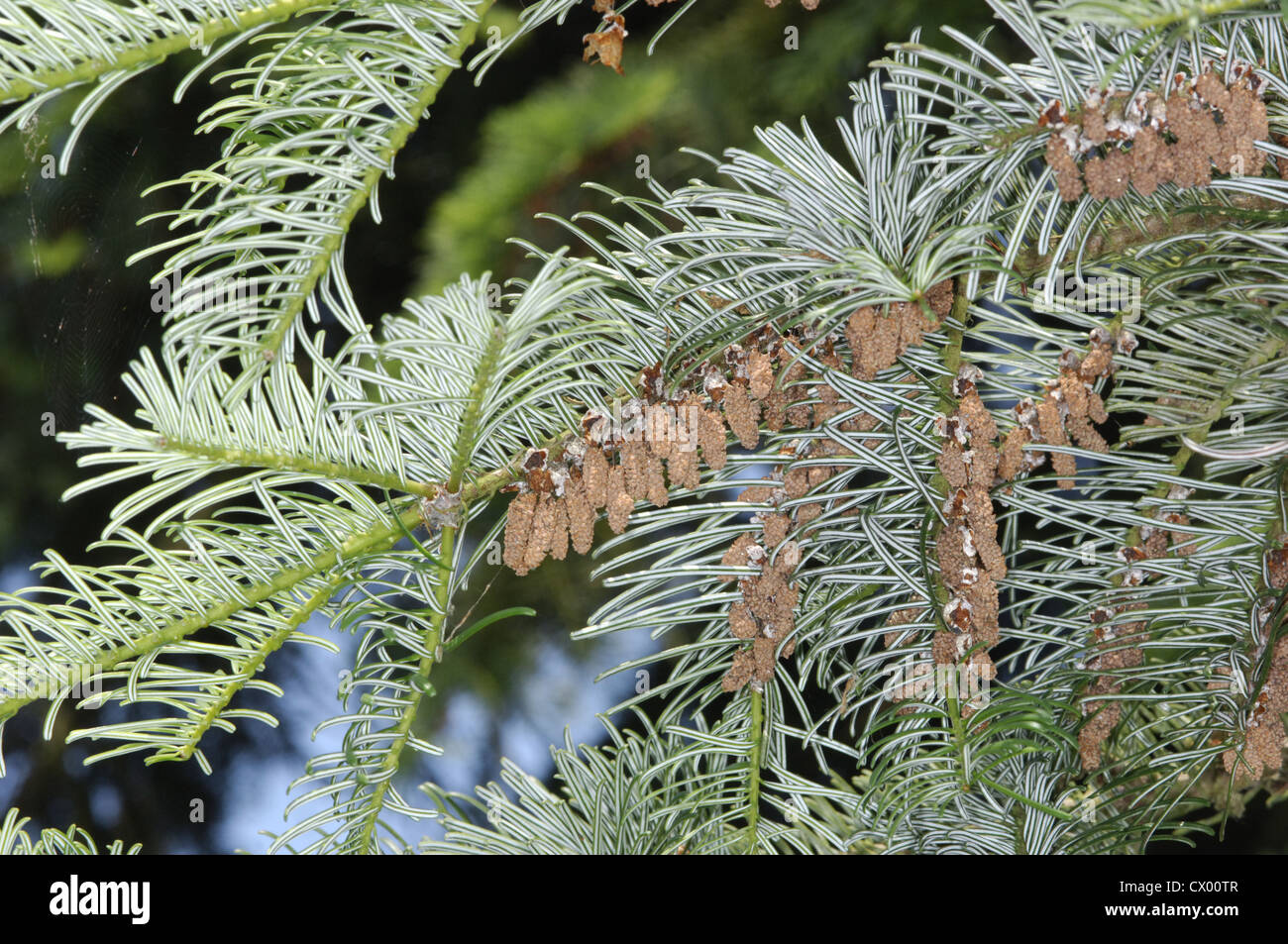 Giant Fir Abies grandis (Pinaceae Stock Photo - Alamy