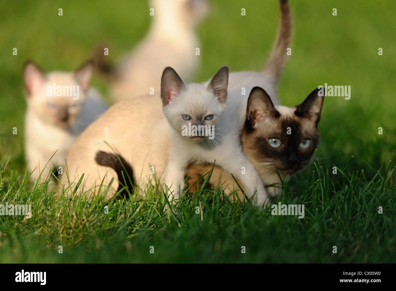 Young siamese cat lawn hi-res stock photography and images - Alamy