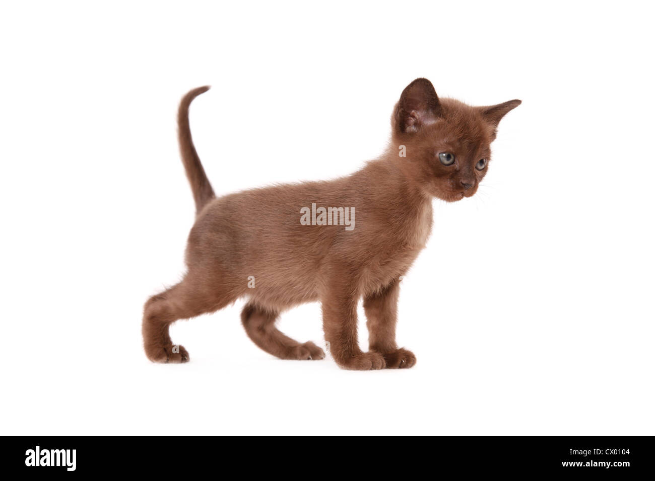 British bombay cat hi-res stock photography and images - Alamy