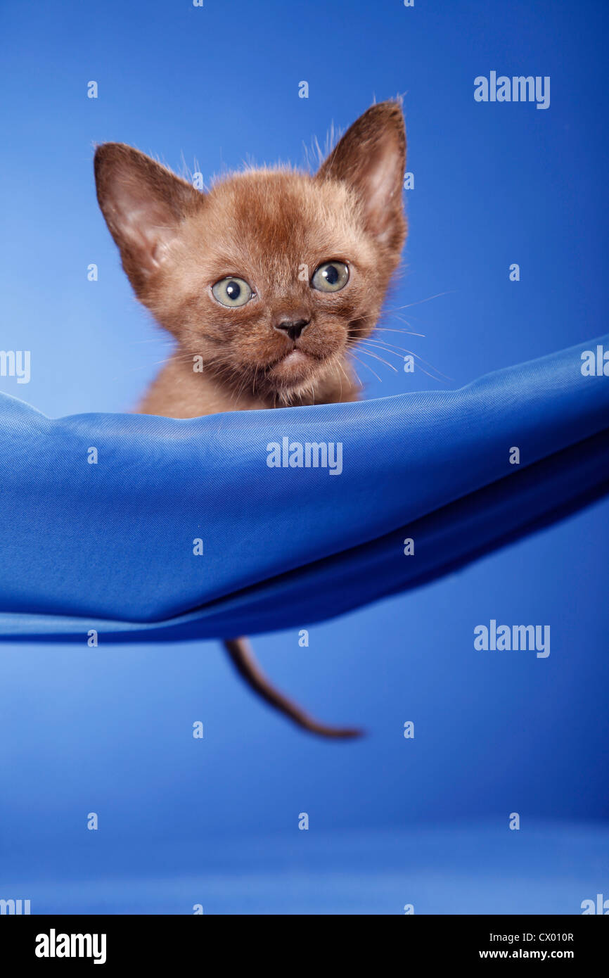 Asian cat breed hi-res stock photography and images - Alamy