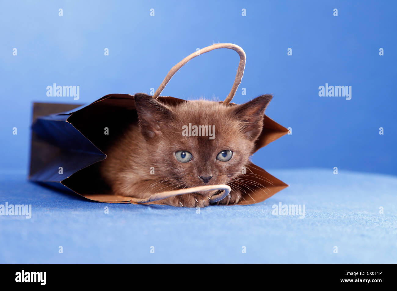 British bombay cat hi-res stock photography and images - Alamy