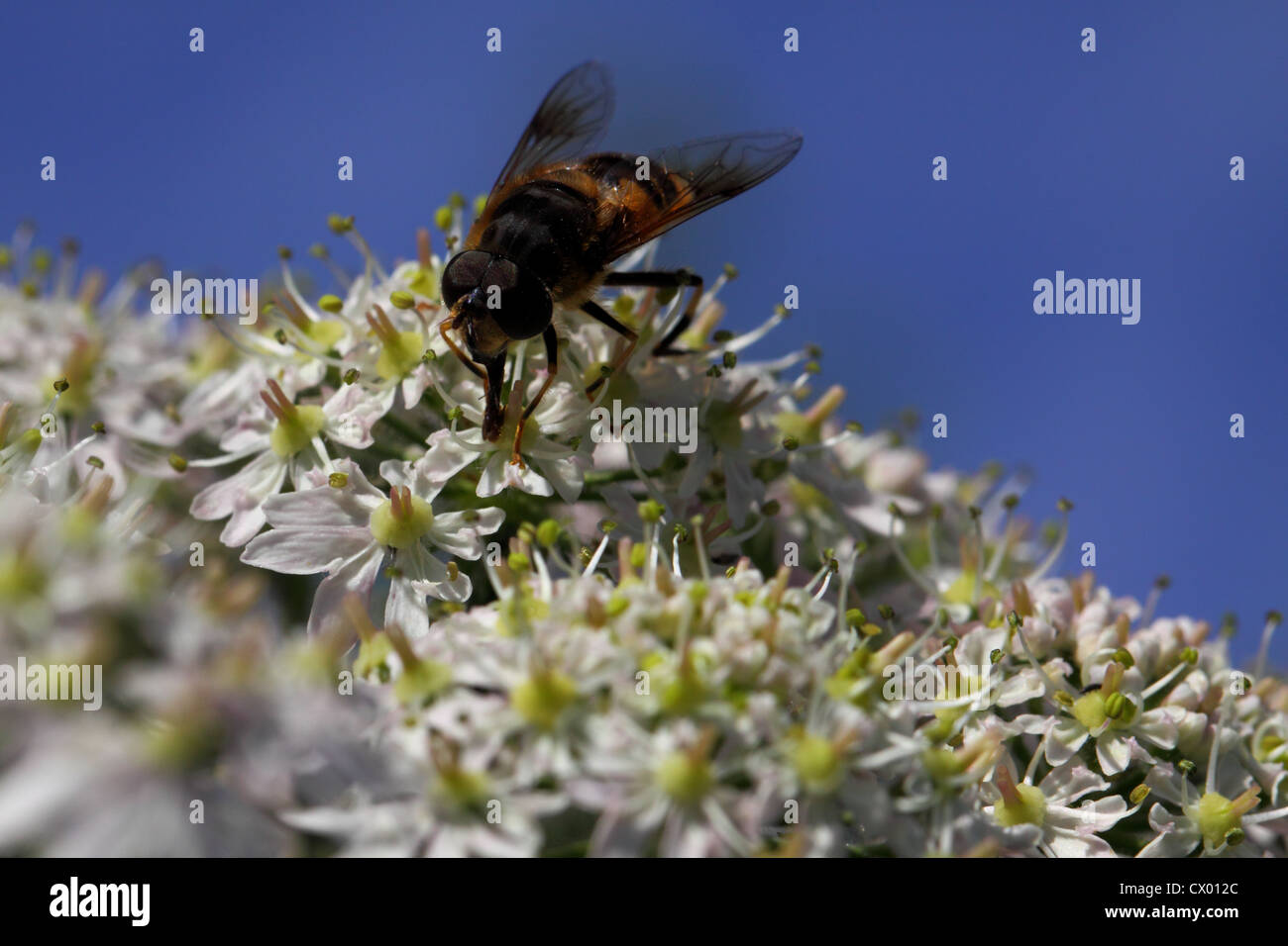 Hover Fly Sucking Pollen from Hedge Parsley Stock Photo - Alamy