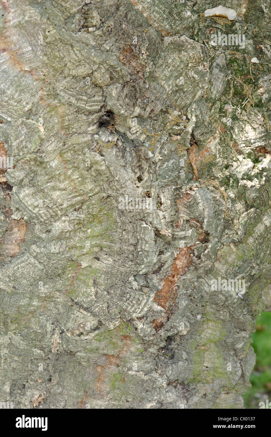 Cork Oak Quercus suber (Fagaceae Stock Photo - Alamy