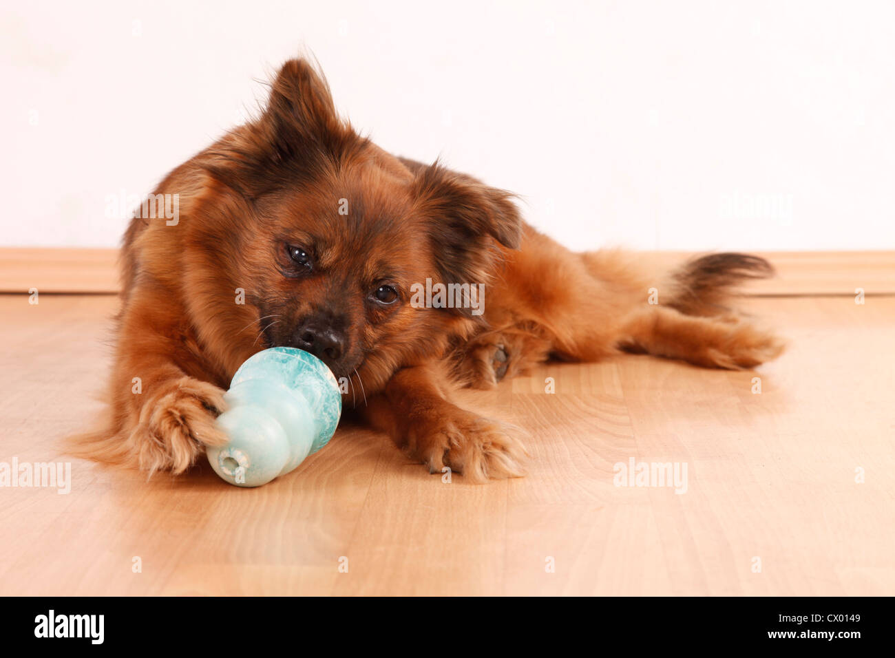 dog with kong Stock Photo - Alamy
