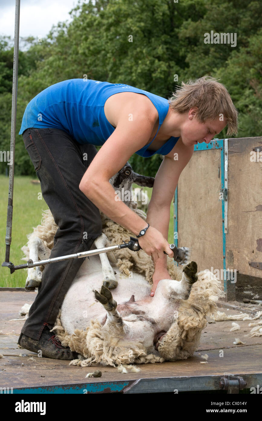Sheep clipping hi-res stock photography and images - Alamy