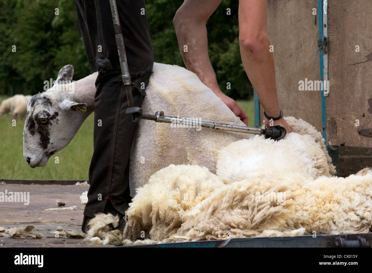 Sheep clipping hi-res stock photography and images - Alamy