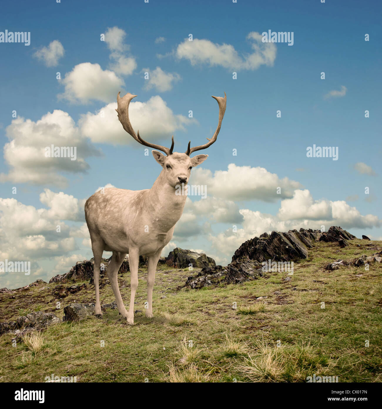 Stag on mountain hi-res stock photography and images - Alamy