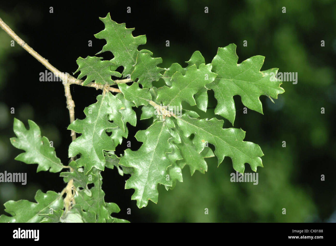 Downy Oak Quercus pubescens (Fagaceae Stock Photo - Alamy