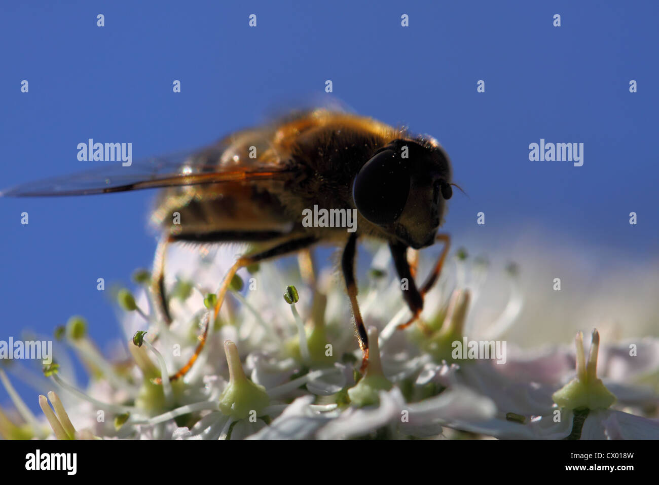 Cow parsley sky hi-res stock photography and images - Alamy