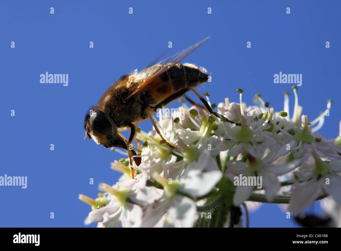 Hover Fly Sucking Pollen from Hedge Parsley Stock Photo - Alamy