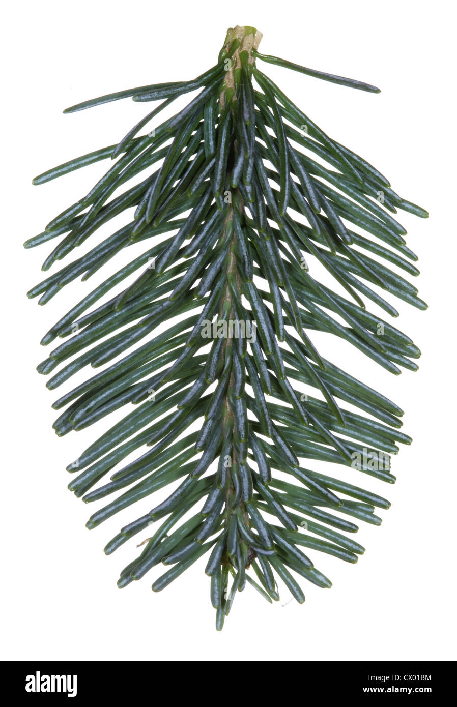 Alpine plant Cut Out Stock Images & Pictures - Alamy