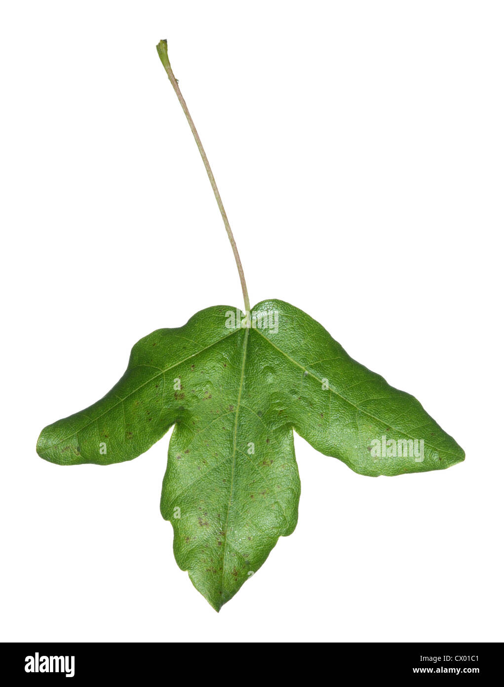 Montpelier Maple Acer monspessulanum (Aceraceae Stock Photo - Alamy
