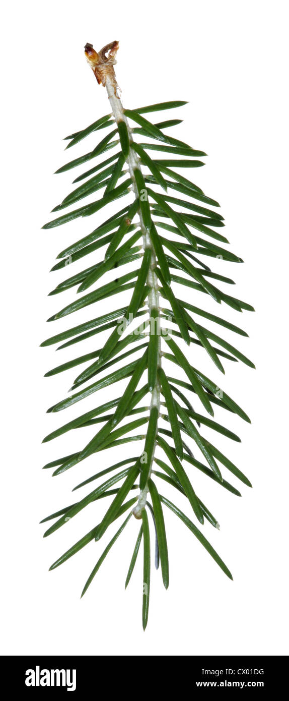Sargent’s Spruce Picea brachytyla (Pinaceae Stock Photo - Alamy