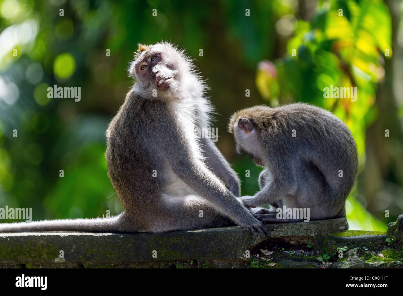 Two monkeys at sacred monkey forest Ubud Bali Indonesia Stock Photo - Alamy