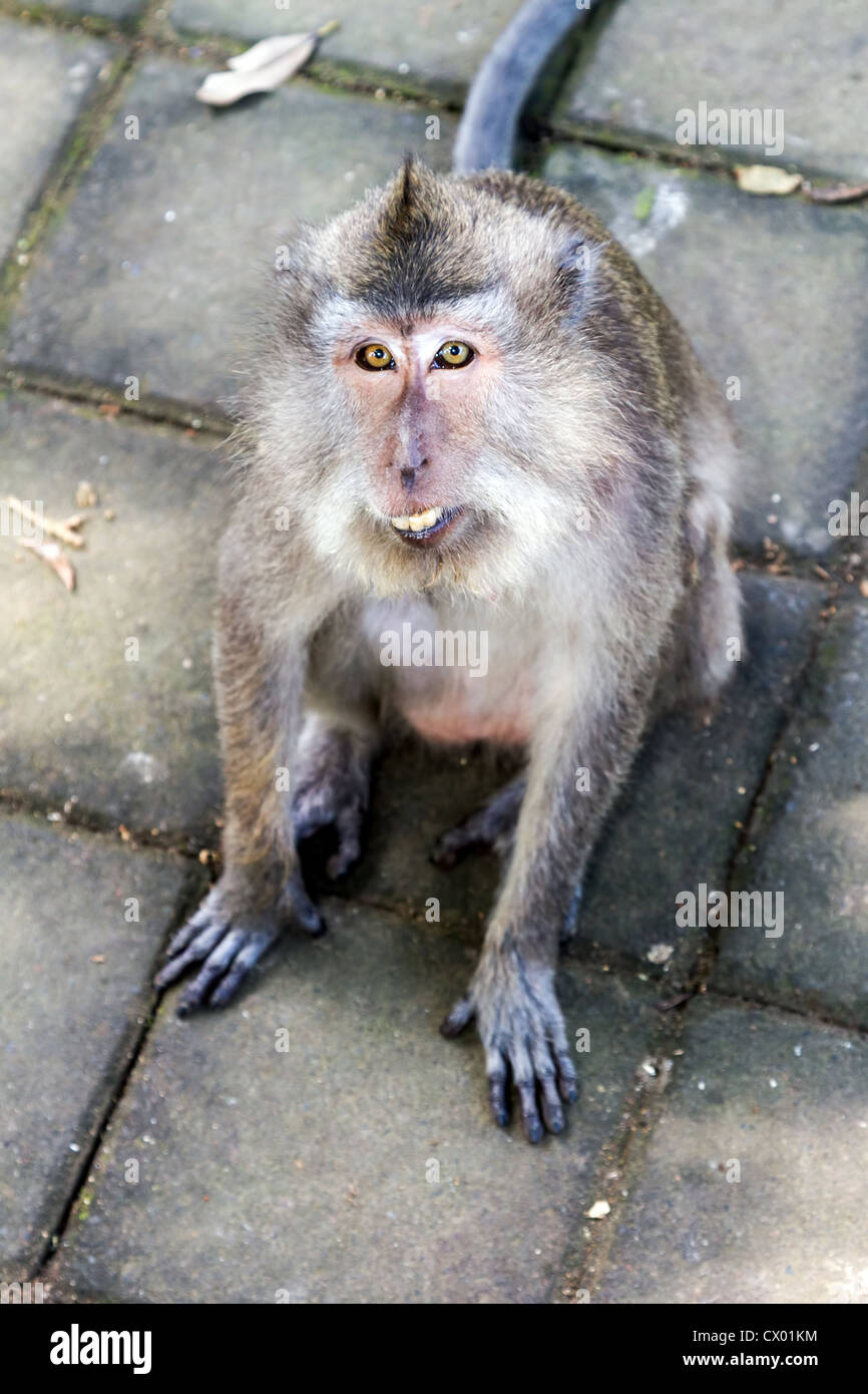 Monkey looking at camera, Ubud forest, Bali, Indonesia Stock Photo - Alamy